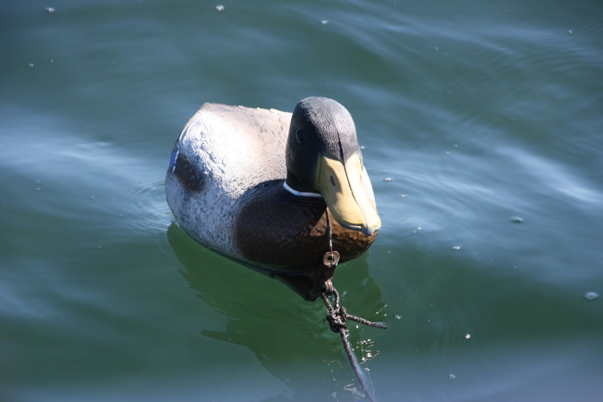 Meet Ronald Duck by Stella – salty moretons